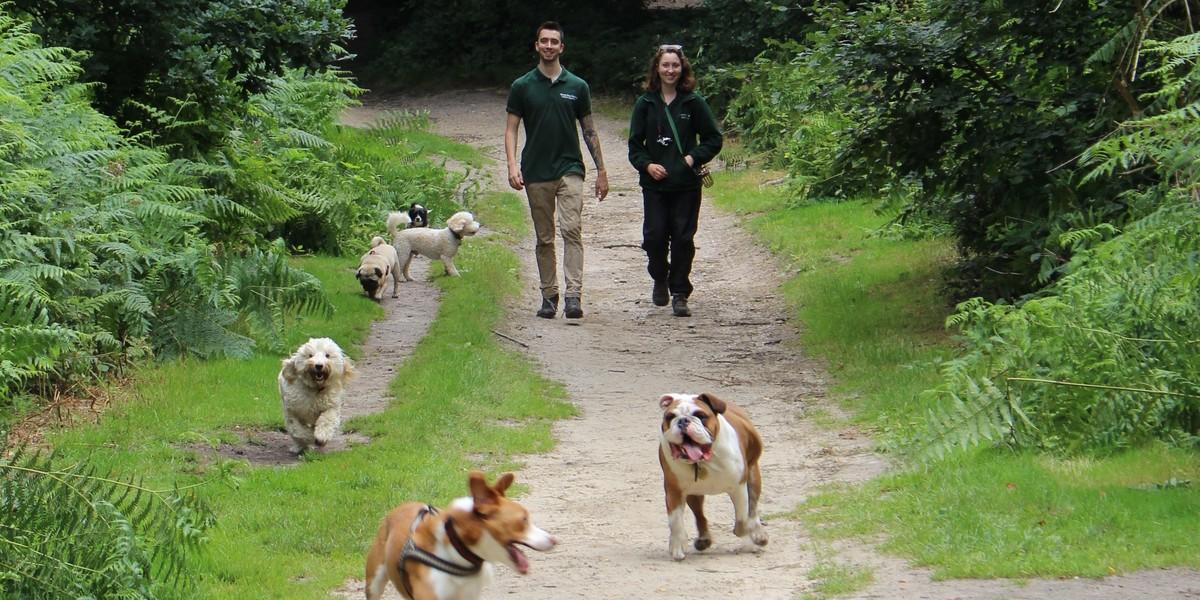 How We Became London's Biggest Dog Walking Business | Informi - Small ...